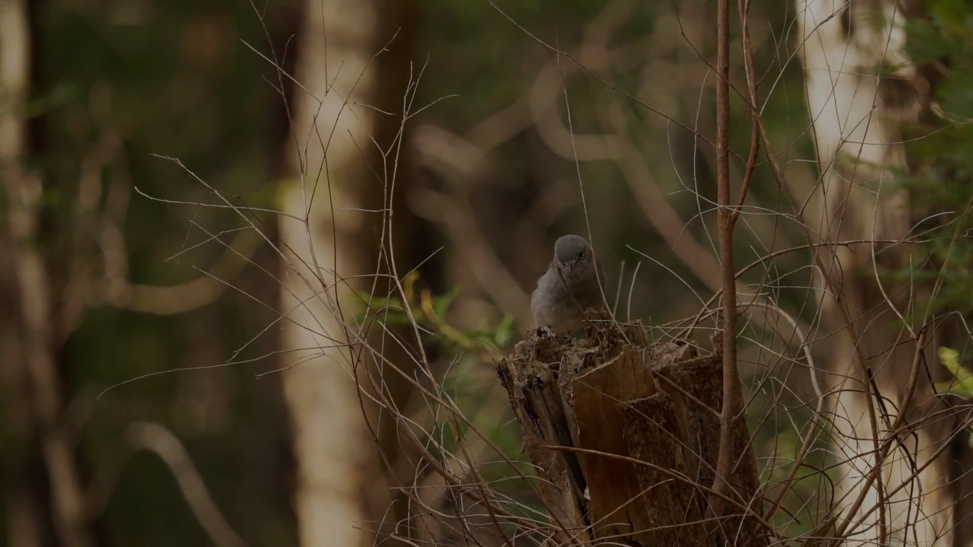 Female Grey Shrikethrush for eBird on Vimeo