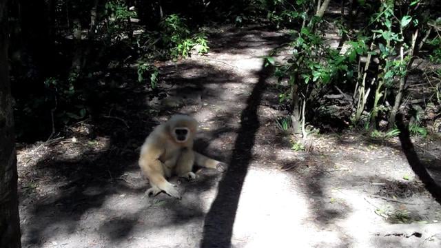 Gibbon walking fast on Vimeo
