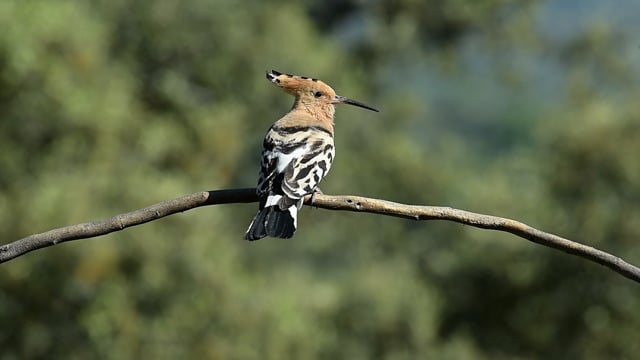 Hoopoe Bird Animal - Free video on Pixabay