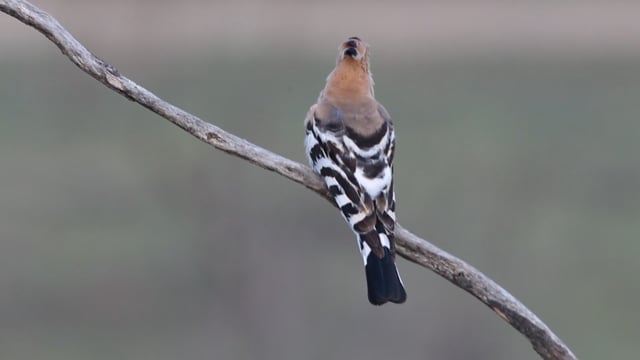 Huppe Fasciée Oiseau Animal - Free video on Pixabay - Pixabay