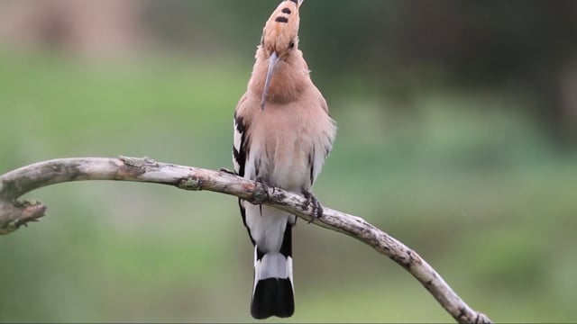 Huppe Fasciée Oiseau Animal - Free video on Pixabay