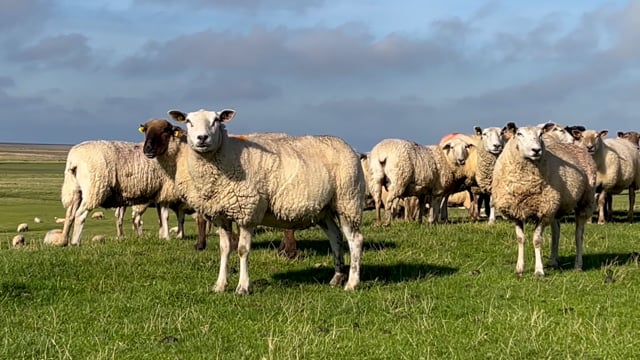 Sheep Animals Nature North - Free video on Pixabay