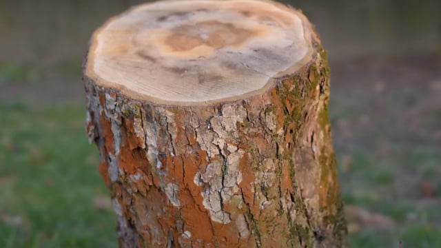 Trunk Tree The Bark Free Stock Video - Pixabay