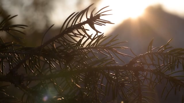 Tree, Pine, Spruce. Free Stock Video - Pixabay