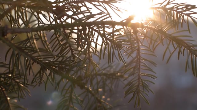 Pine Tree Spruce - Free video on Pixabay