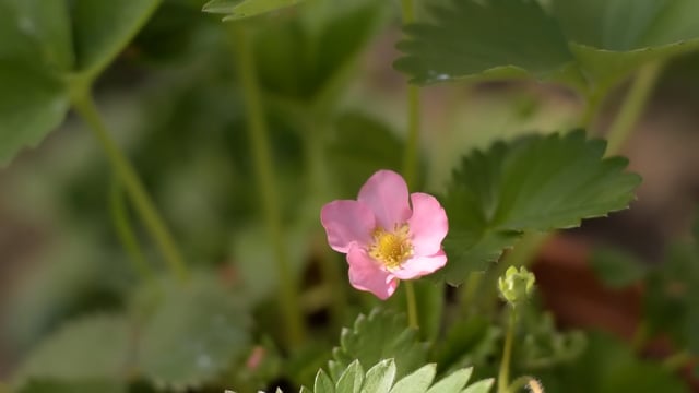 Wild Strawberry, Strawberry, Blooms. Free Stock Video - Pixabay