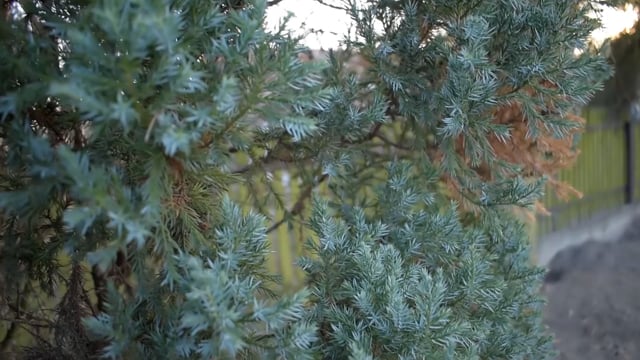 Garden, Green, Tree. Free Stock Video - Pixabay