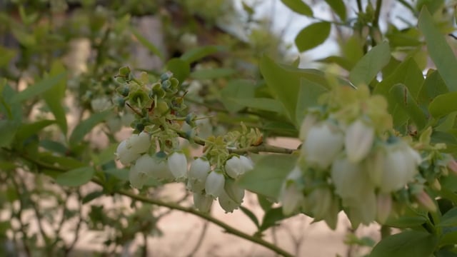 Bilberry, Blooms, Flowers. Free Stock Video - Pixabay