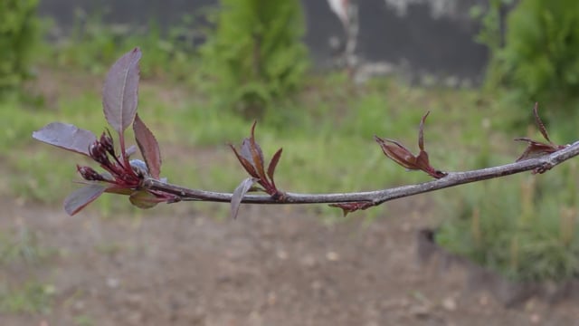 Leaves, Maroon, Apple. Free Stock Video - Pixabay