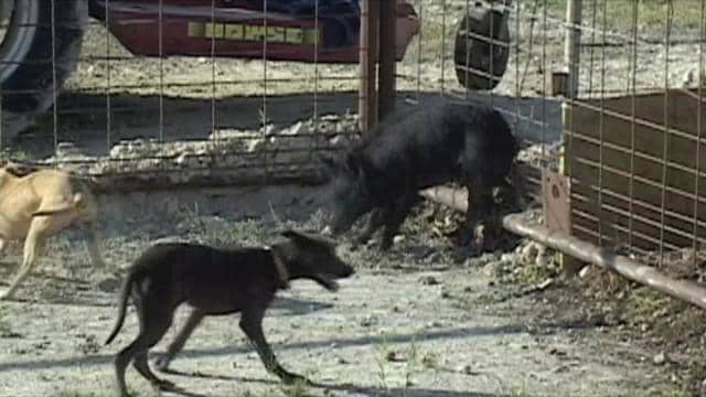 Lacy Puppies Baying a Hog on Vimeo