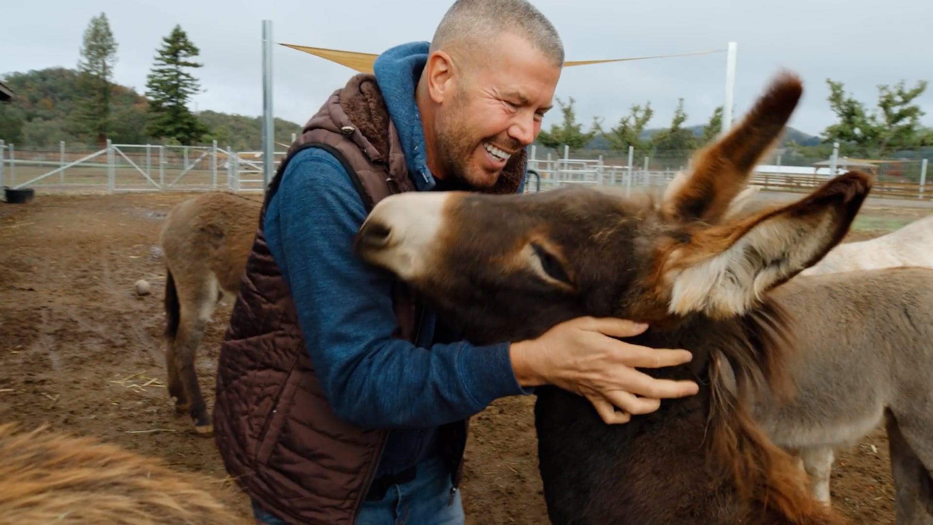 Donkey King