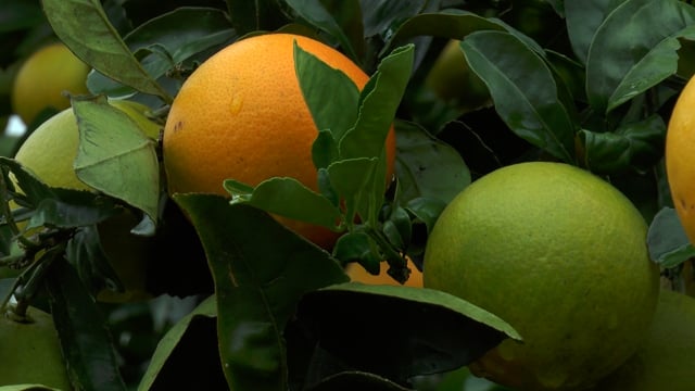 Orange Fruit Healthy - Free video on Pixabay