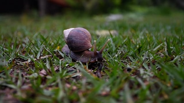 Salyangoz Kabuk Doğa - Free video on Pixabay
