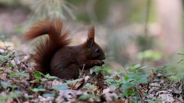 Ardilla Animal Fauna Silvestre - Free video on Pixabay - Pixabay