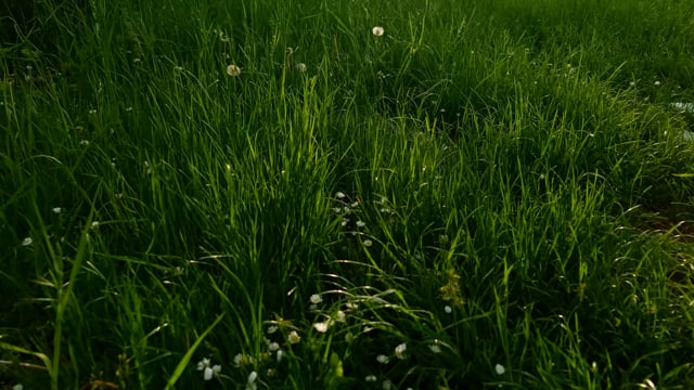 Moving Grass Videos: Download 19+ Free 4K & HD Stock Footage Clips ...