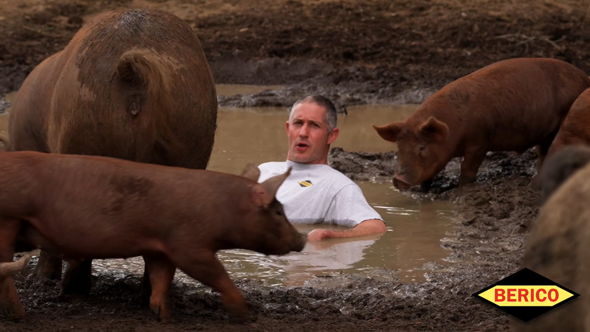 Berico Air Conditioning: Pig Wallowing on Vimeo