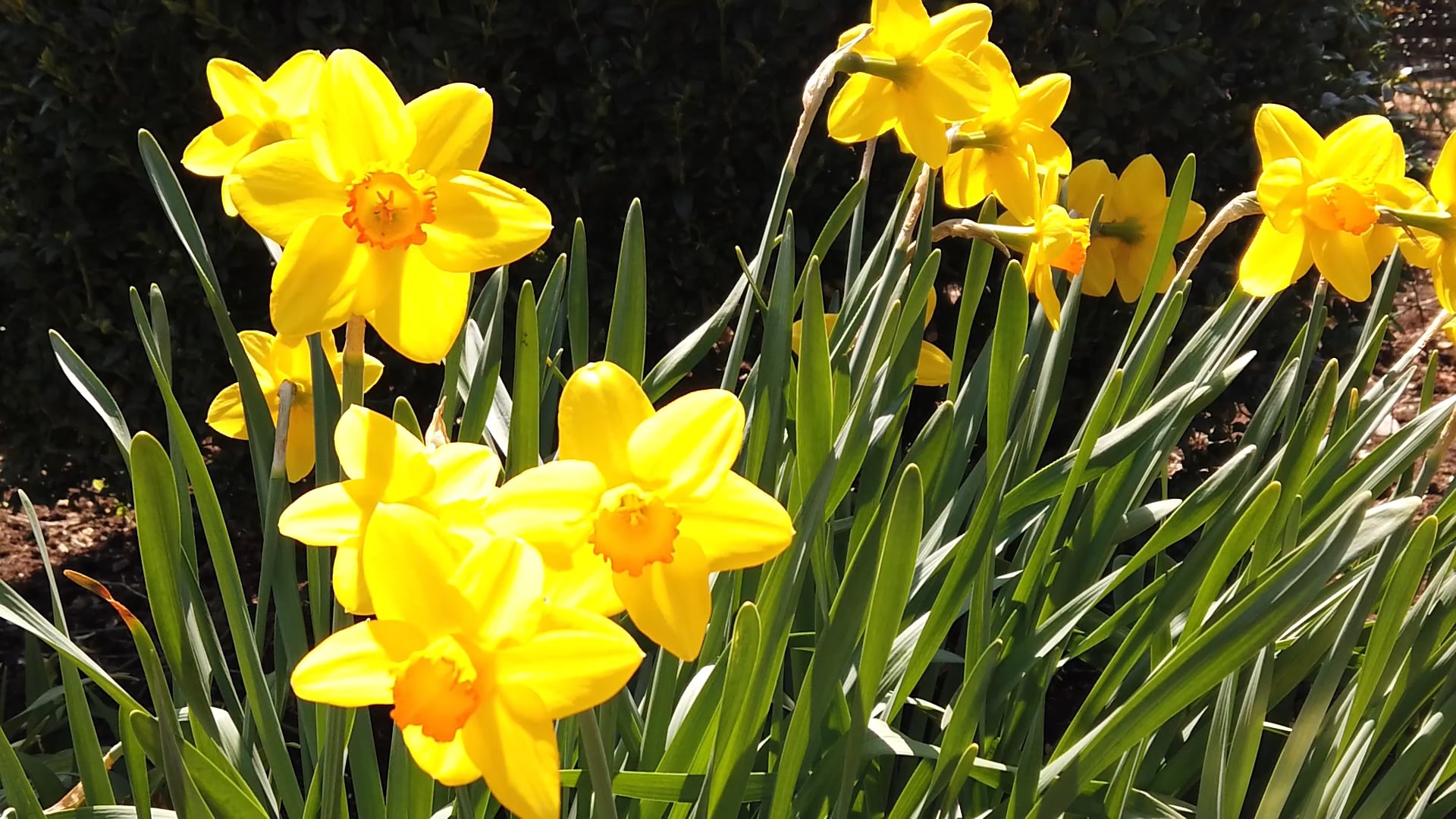 Meditation with Spring Blooms on Vimeo