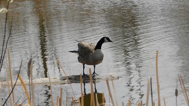 Morning, Grooming, Goose. Free Stock Video - Pixabay