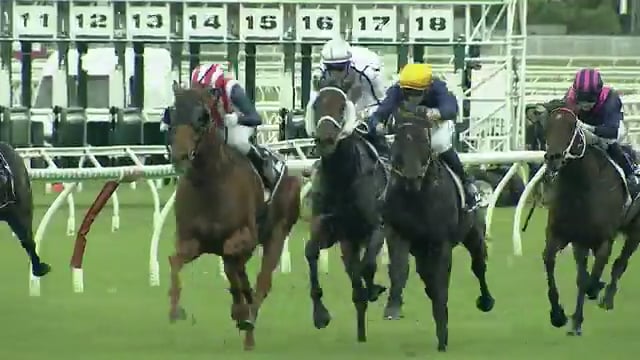 Pride Of Dubai - Stallion | Breednet