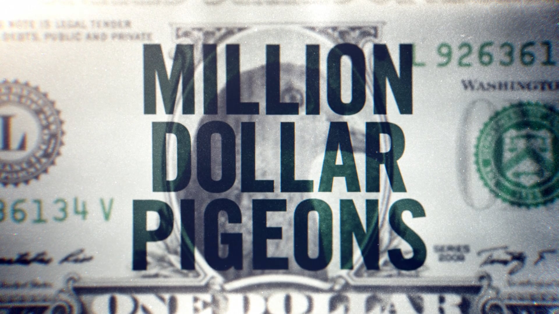 Million Dollar Pigeons | Trailer | Venom Films on Vimeo