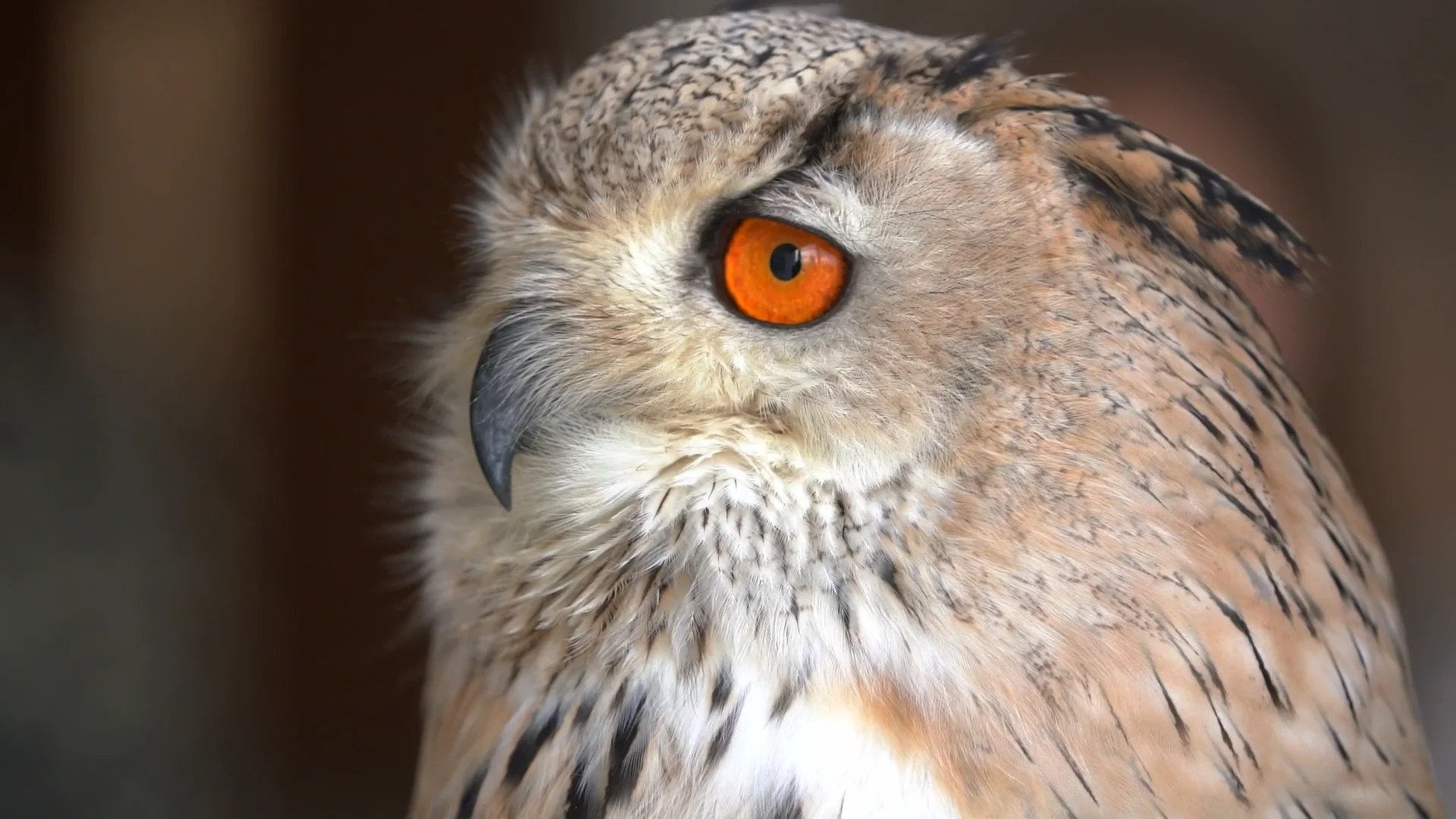 When Elvis Owl came to visit UTB on Vimeo