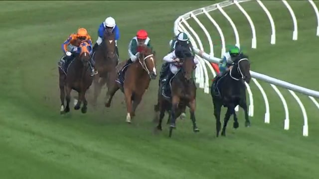 Pierro - Stallion | Breednet