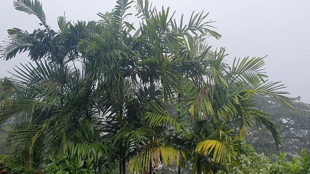 Rain, Tropical, Tropics. Free Stock Video - Pixabay