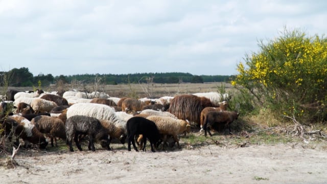 Sheep Animal Farmanimal - Free video on Pixabay - Pixabay