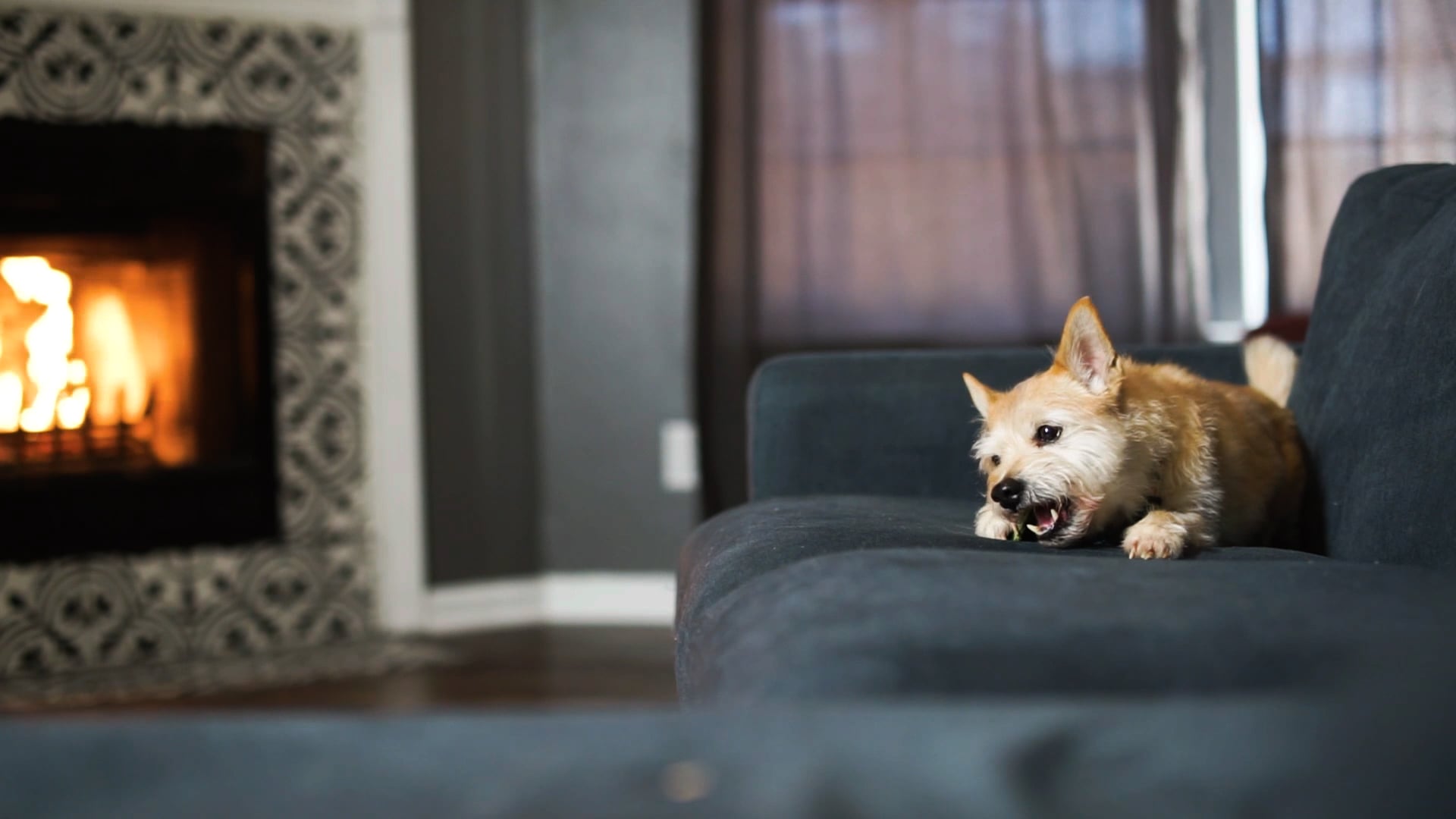 153229663-dog-relaxing-couch on Vimeo