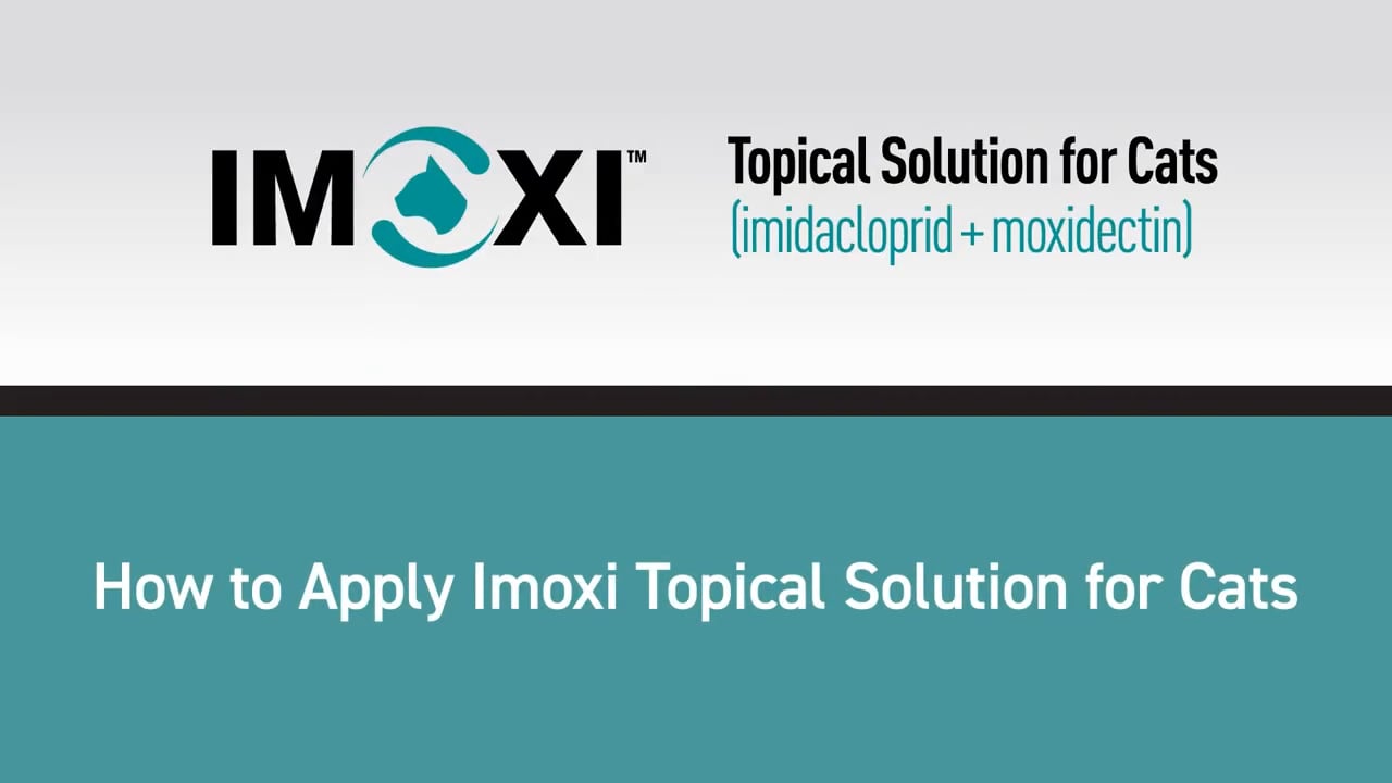 How to Apply Imoxi™ Topical Solution for Cats on Vimeo