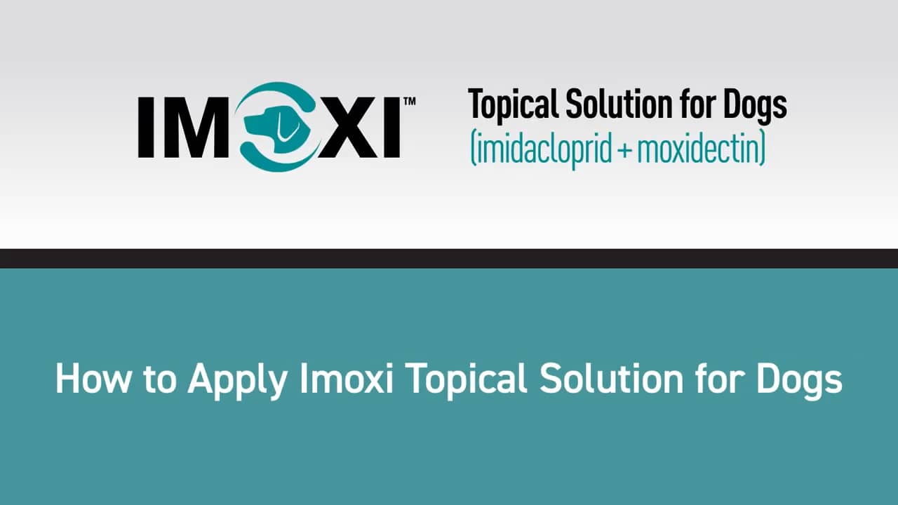 How to Apply Imoxi™ Topical Solution for Dogs on Vimeo