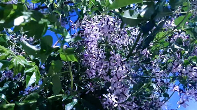 Lilac Wind Tree - Free video on Pixabay