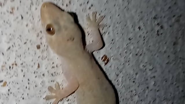 Home Insect, Lizard, New Lizard. Free Stock Video - Pixabay