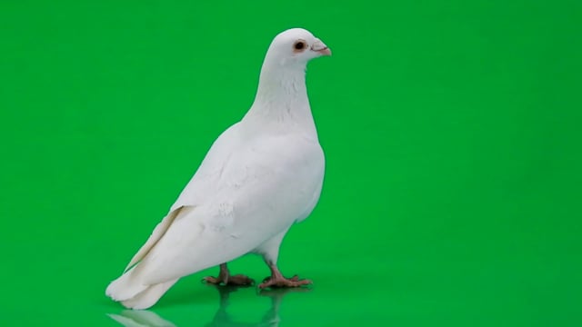 Pigeon, Green Screen, Animal. Free Stock Video - Pixabay