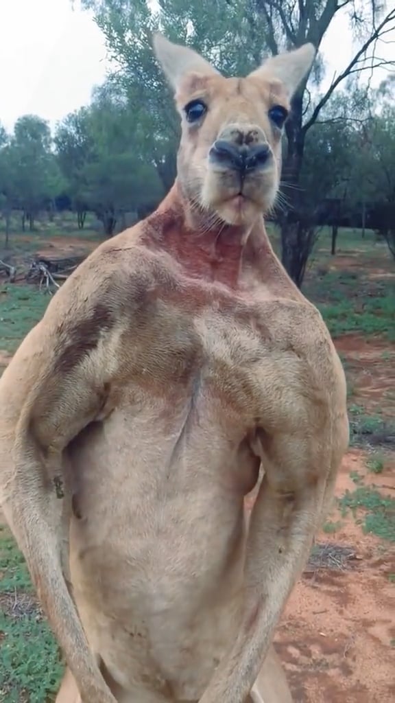 Strong kangaroo on Vimeo
