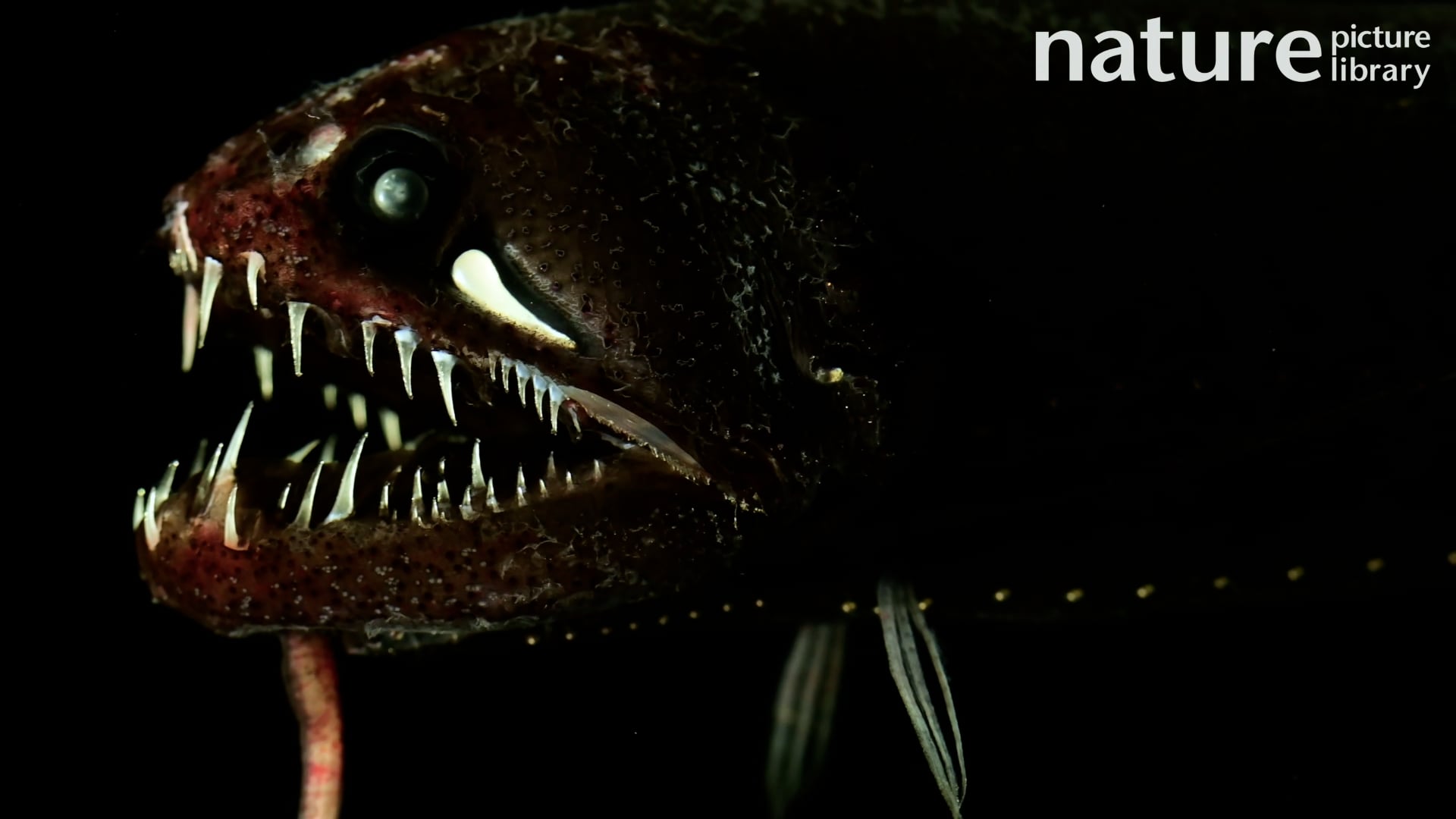 Threadfin dragonfish close up panning shot, Benguela Current, Atlantic ...