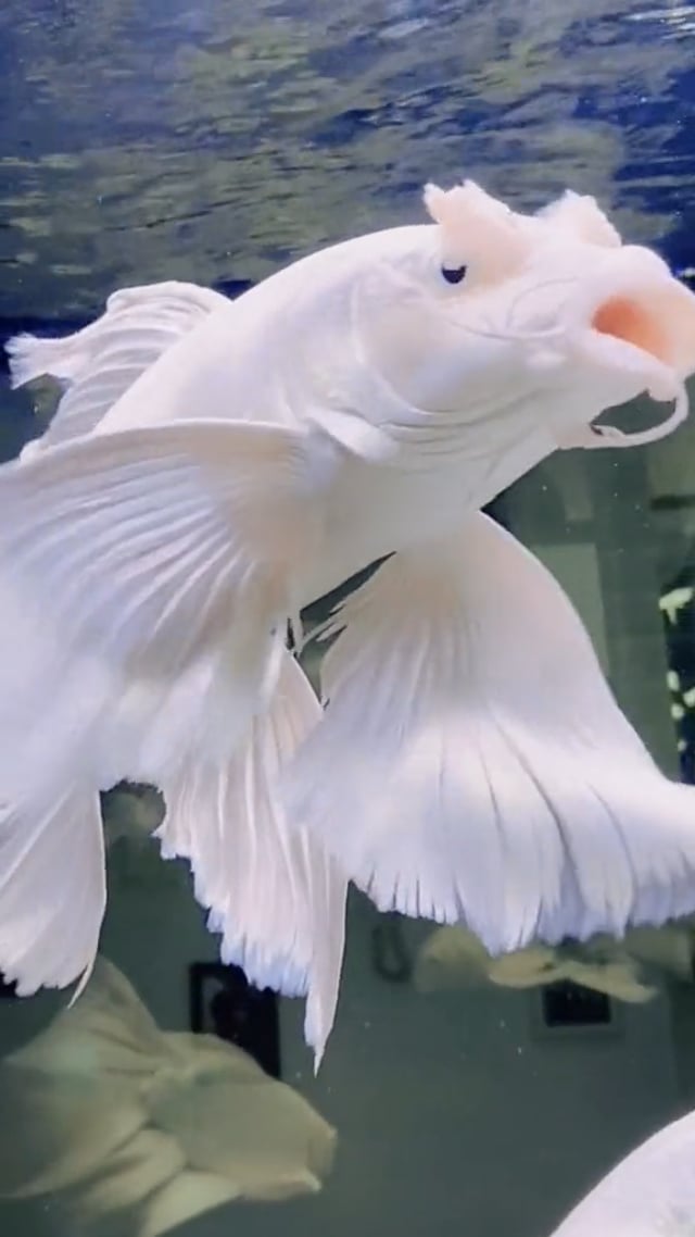 Alexander Simons Channel on Vimeo