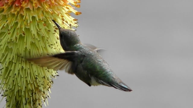 Hummingbird, Nature, Birds. Free Stock Video - Pixabay