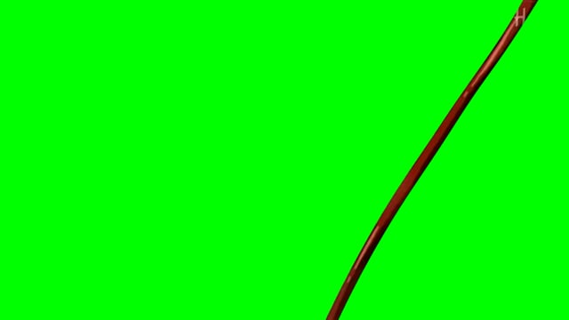 Whip Lash Scourge - Free video on Pixabay