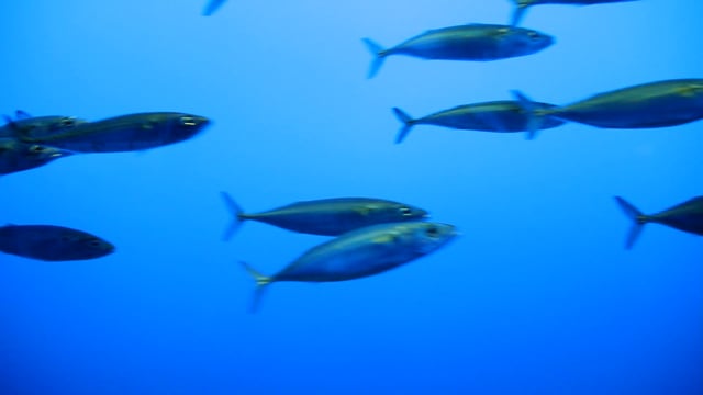 Peixe Mar - Free video on Pixabay - Pixabay