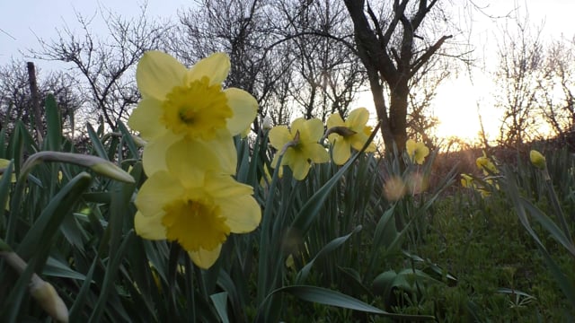 Flowers Sunset Spring - Free video on Pixabay