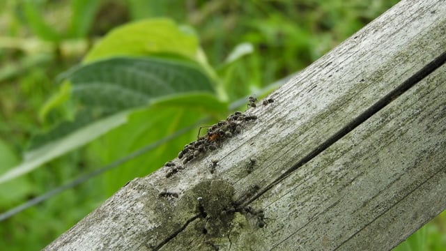 Ants Working Videos: Download 101+ Free 4K & HD Stock Footage Clips ...
