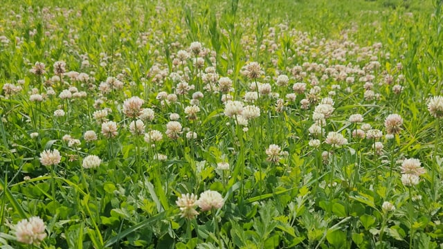 Shamrock, Clover, Wind. Free Stock Video - Pixabay
