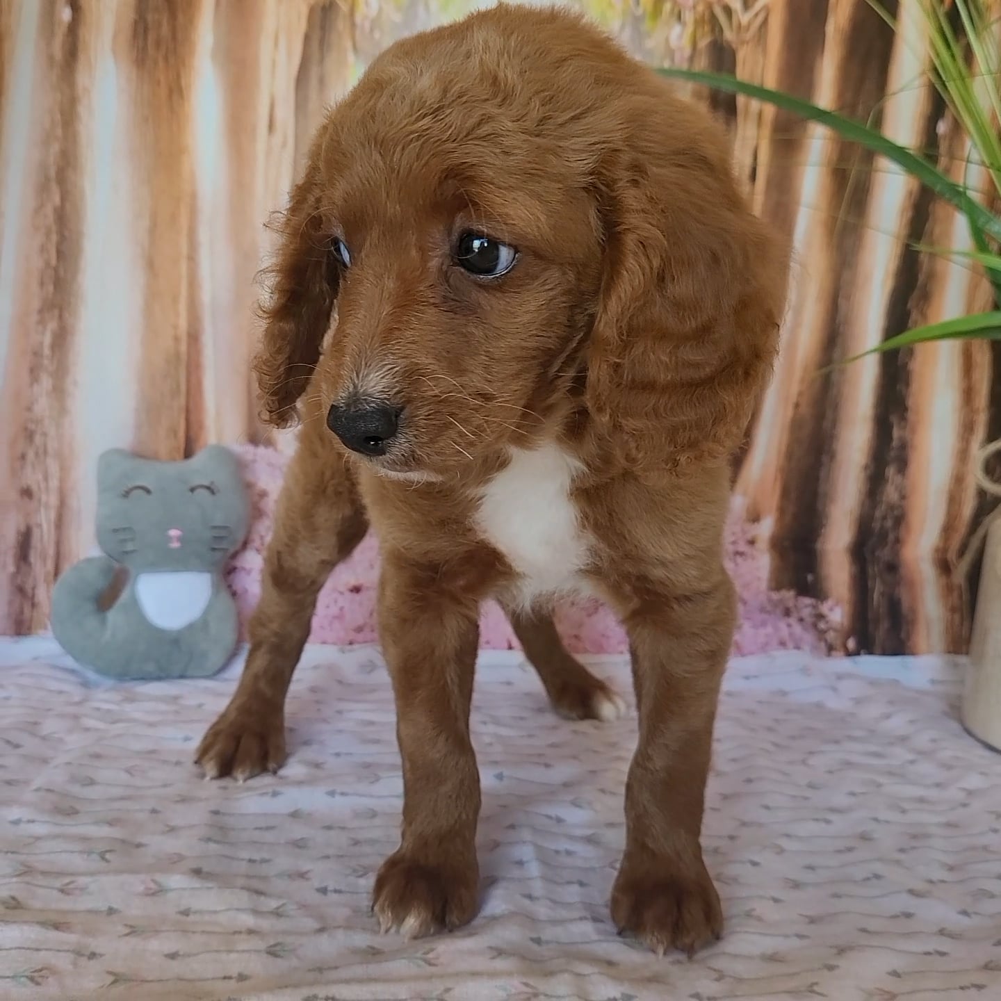 Napa - Red and White F1B Cavapoo female puppy! on Vimeo
