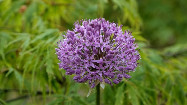 Ball Leek Ornamental Onion Pink - Free video on Pixabay
