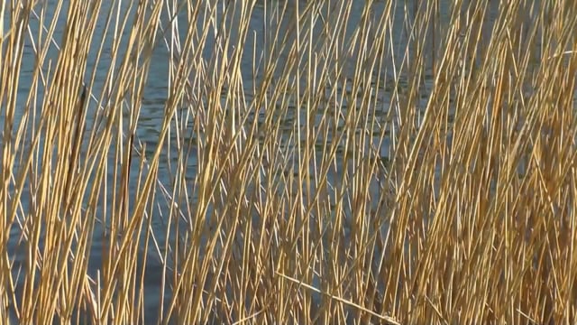 Juncos Planta Aquática Costa - Free video on Pixabay