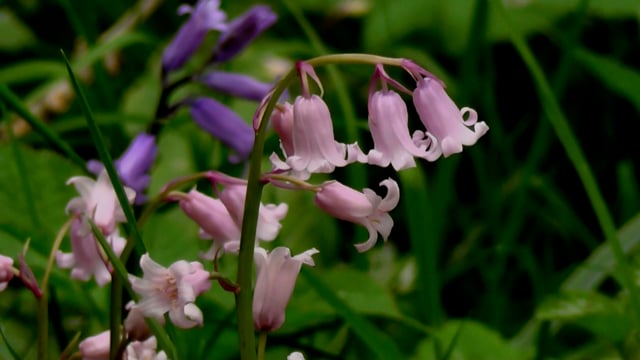 Bluebells Pink Flower - Free video on Pixabay