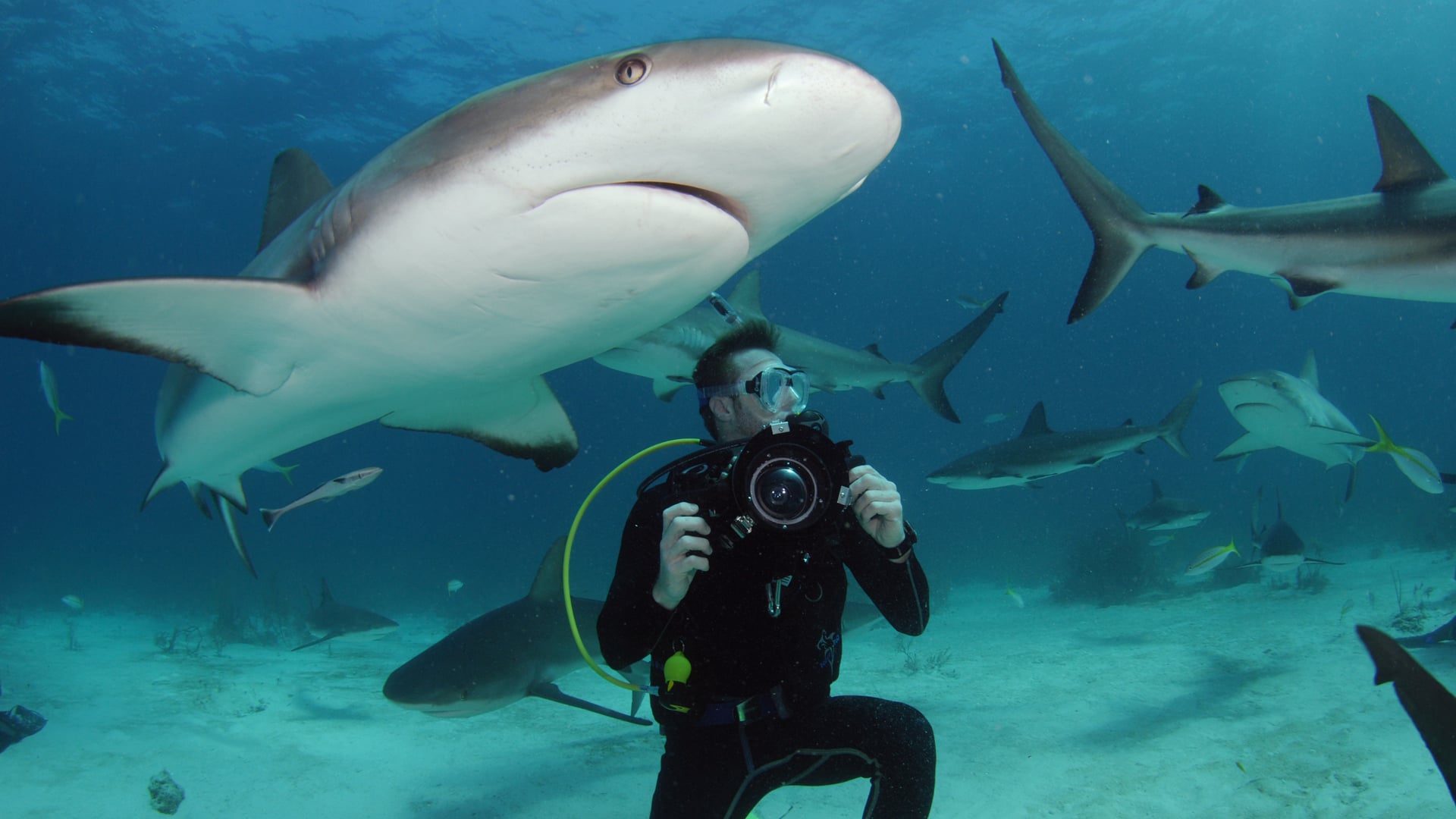 Sharks: Predators in Peril on Vimeo