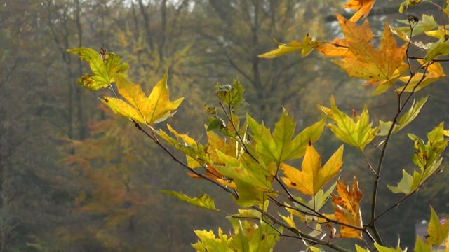 Rustling Leaves Videos: Download 7+ Free 4K & HD Stock Footage Clips ...
