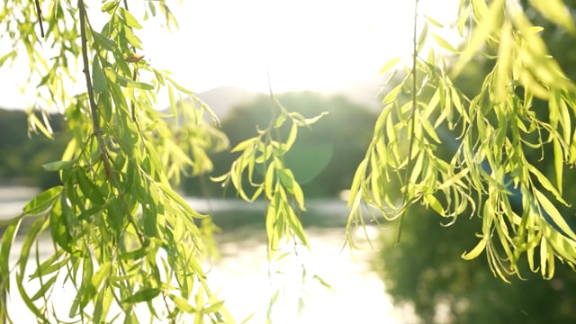 Pond, Miryang, Lake. Free Stock Video - Pixabay